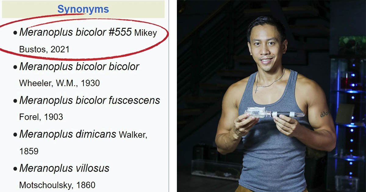 Mikey Bustos discovers new ant species in backyard, gets credited for it • PhilSTAR Life